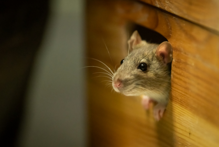 How to Mouse Proof a Camper: 12 Tricks for a Mouse-Free RV - Roaming RV